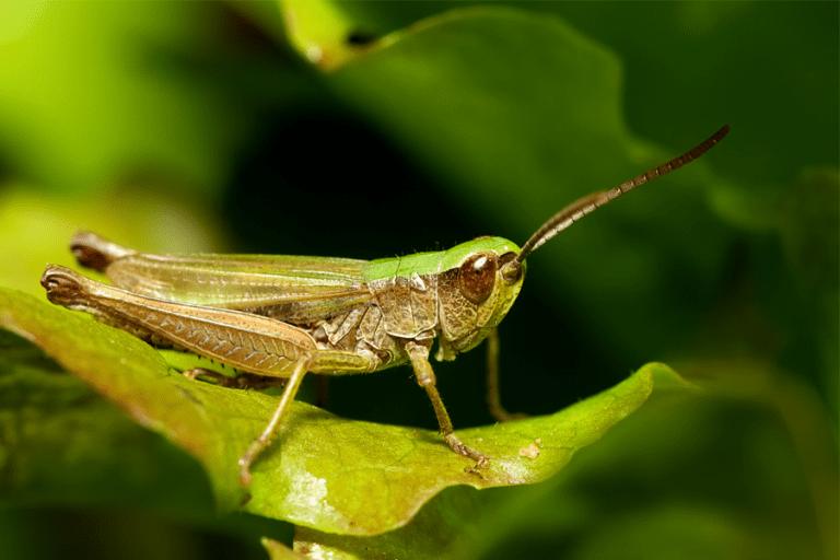 TCI: Curriculum Resources and Programs That Bring Learning Alive!