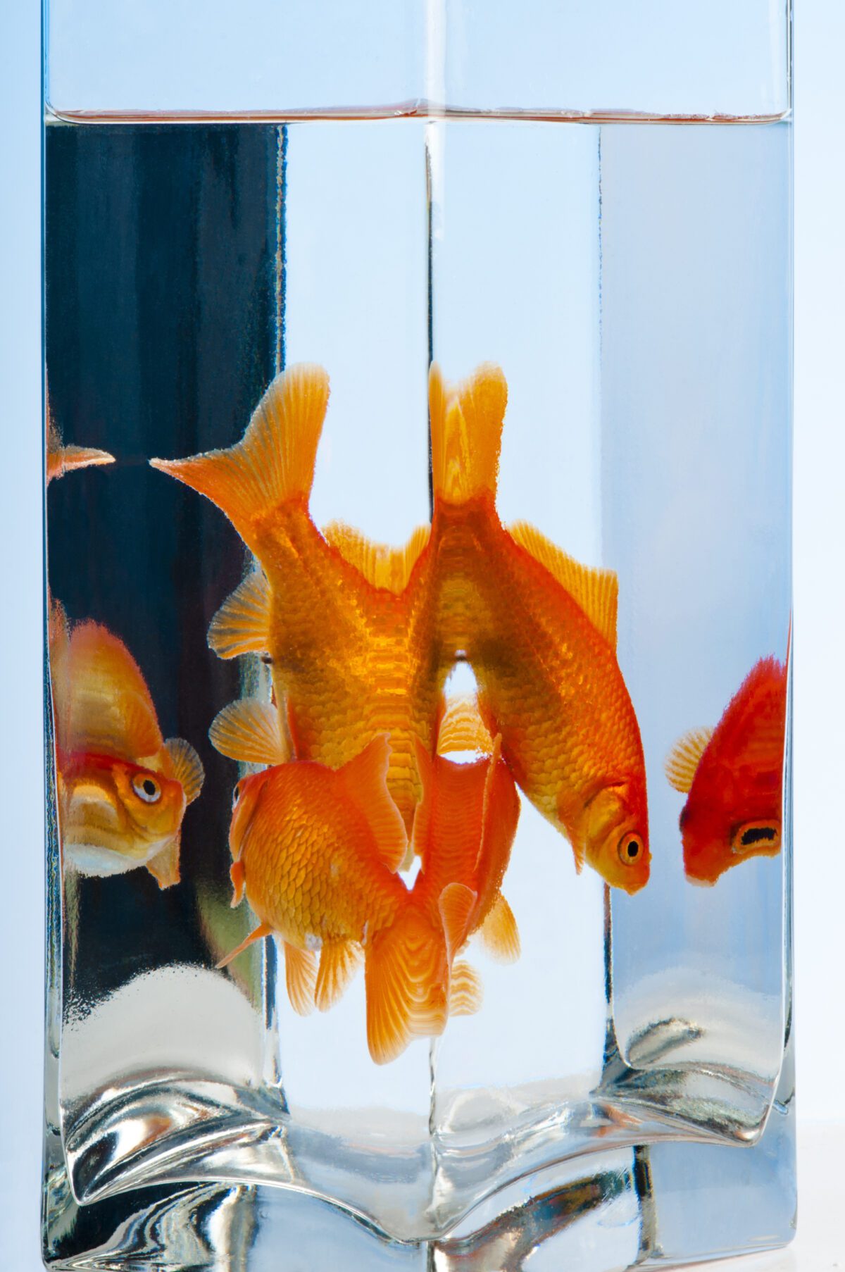 Enrich Science Classrooms with TCI’s Phenomena-Driven Programs | TCI