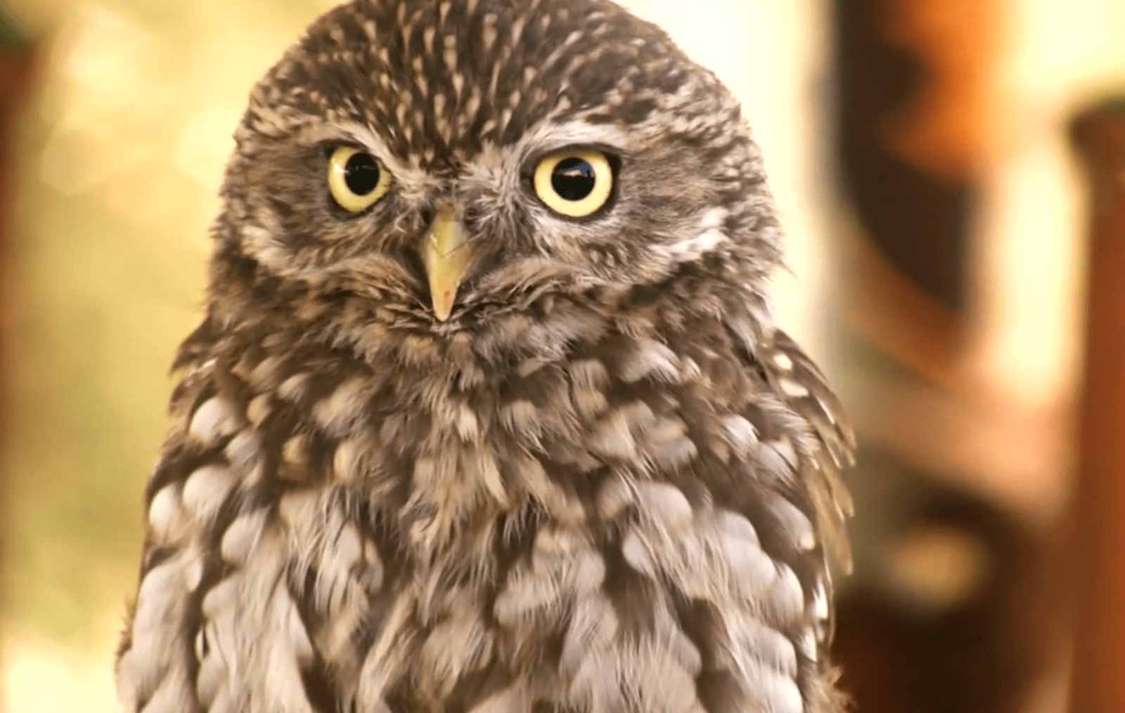 Enrich Science Classrooms with TCI’s Phenomena-Driven Programs | TCI